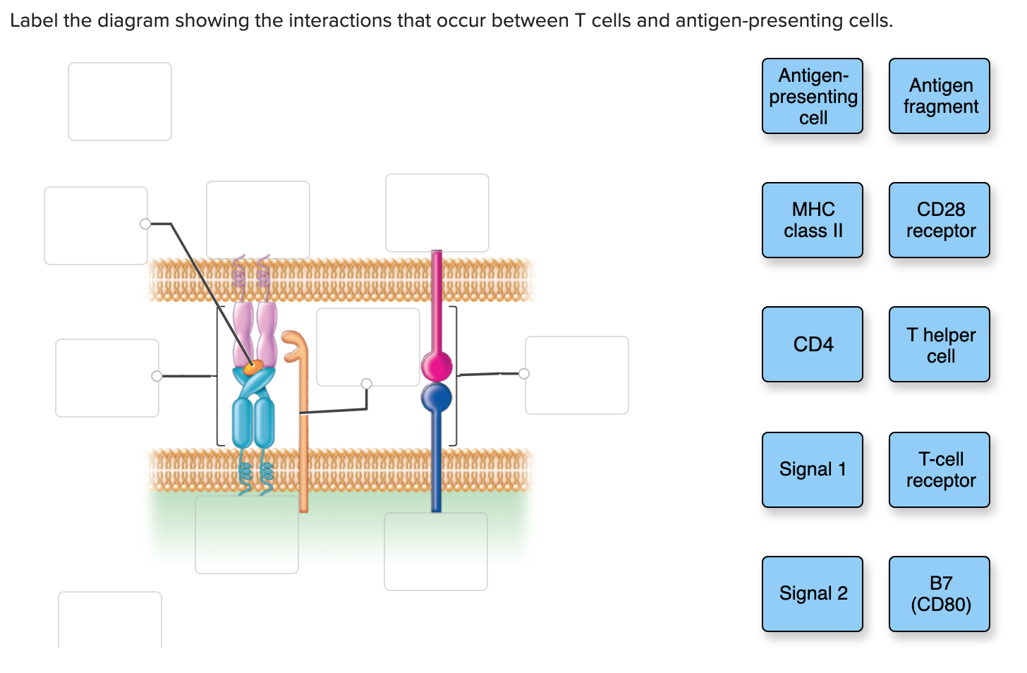 Solved Label the diagram showing the interactions that occur | Chegg.com