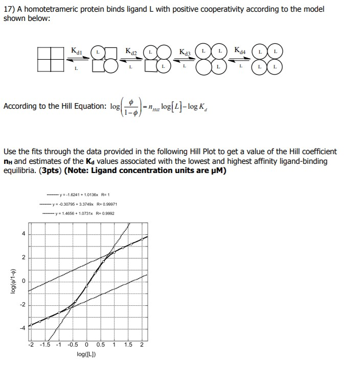17) A homotetrameric protein binds ligand L with | Chegg.com