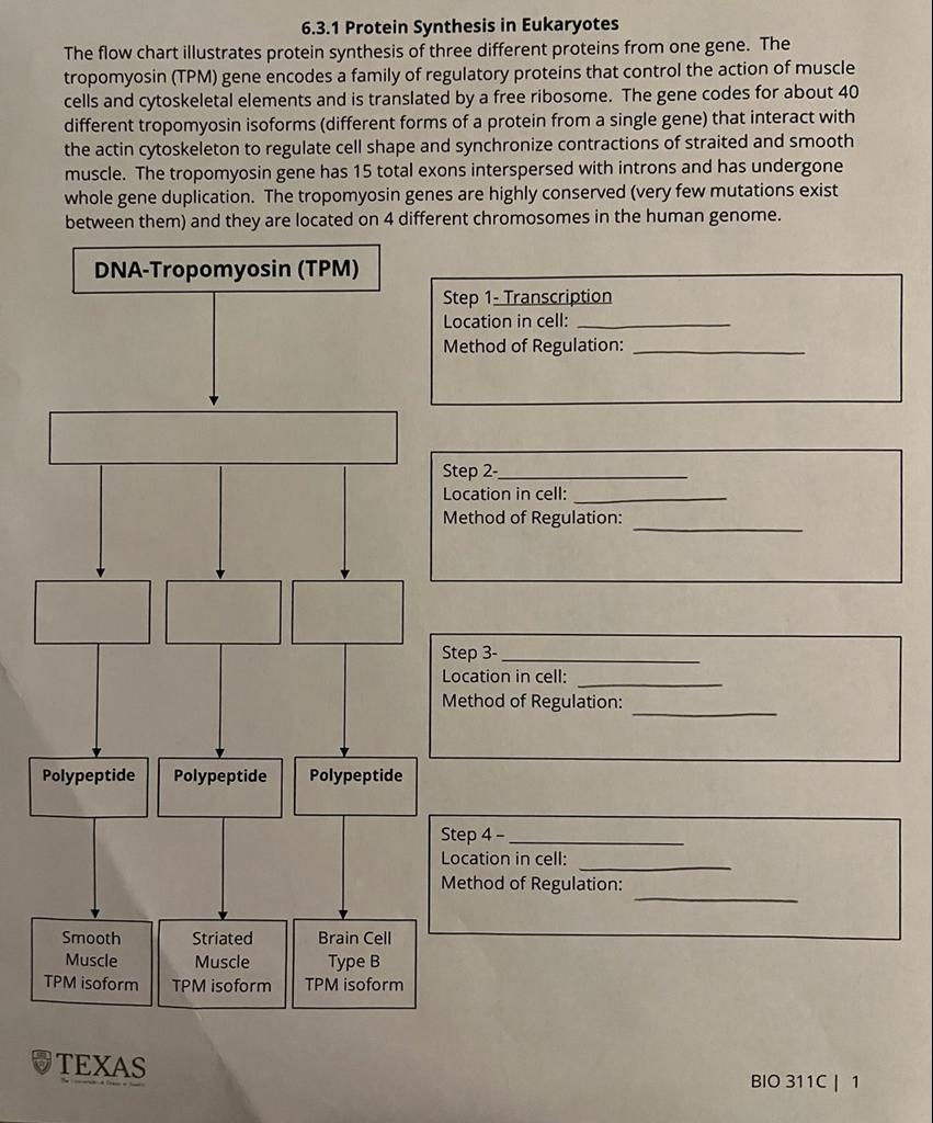 Solved 6.3.1 Protein Synthesis in Eukaryotes The flow | Chegg.com