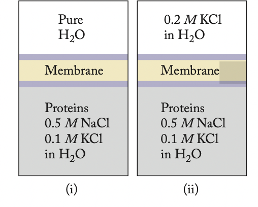 Solved Kidney Dialysis Semipermeable membranes of the sort | Chegg.com