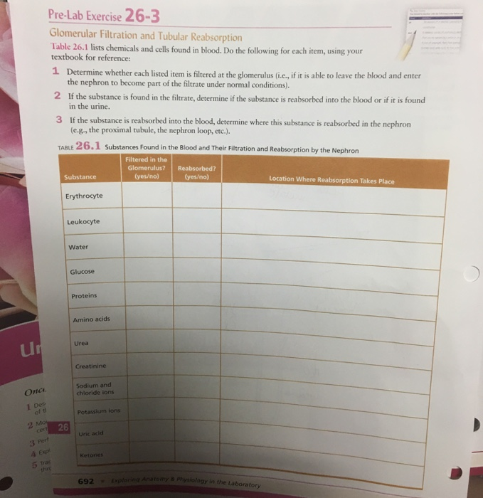 Solved Pre-Lab Exercise 20- Nephron Structure and Function | Chegg.com