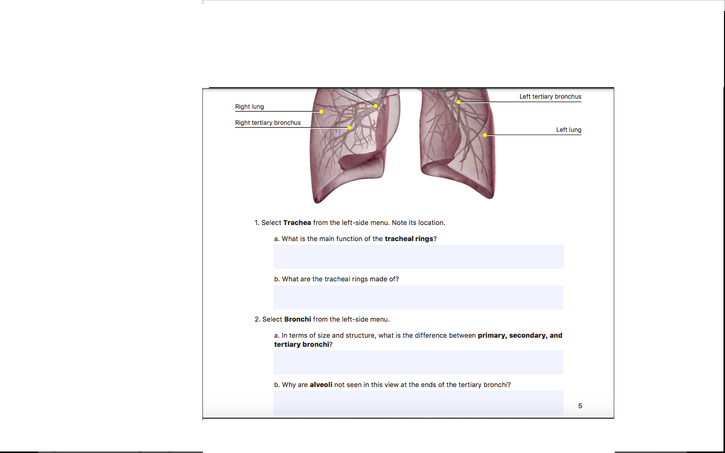 Solved Left tertiary bronchus Right lung Right tertiary | Chegg.com