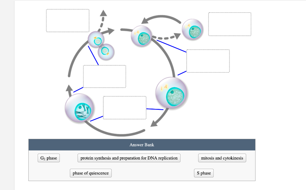 Solved Answer Bank G2 phase protein synthesis and | Chegg.com