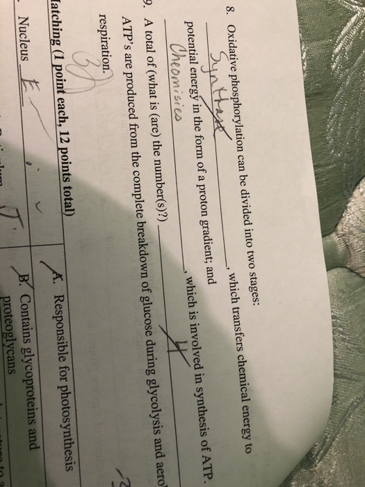 Solved transfers chemical energy to potential energy in the | Chegg.com