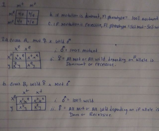 Solved Use the + symbol for wild-type and the e symbol for | Chegg.com