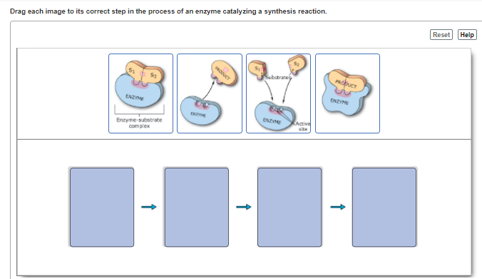 Solved Drag each image to its correct step in the process of | Chegg.com