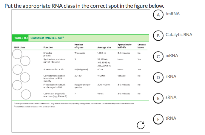 Solved Put the appropriate RNA class in the correct spot in | Chegg.com