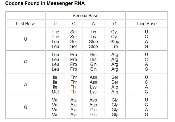Solved Use the mRNA codon reading chart to answer the | Chegg.com