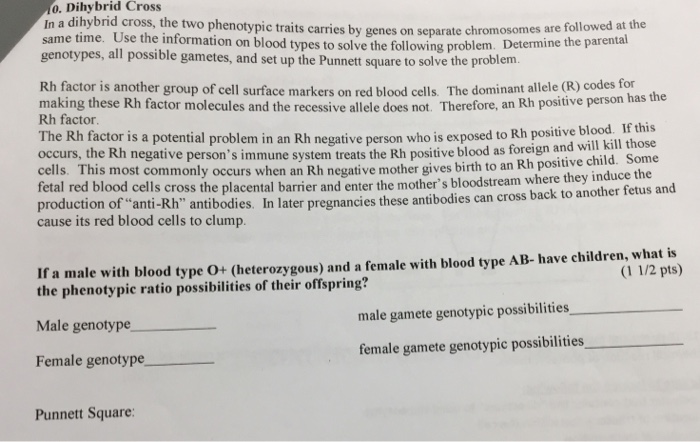 Solved o. Dihybrid Cross In a dihybrid cross, the two | Chegg.com