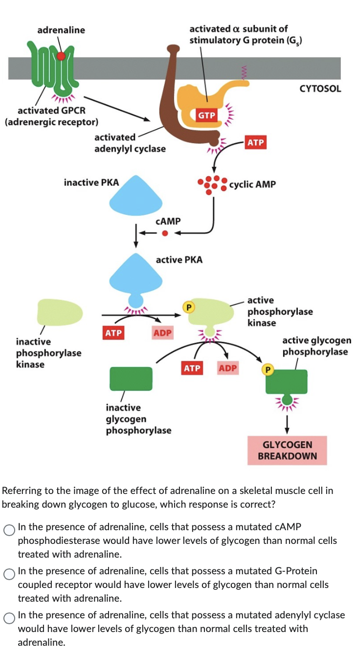 Solved Referring to the image of the effect of adrenaline on | Chegg.com