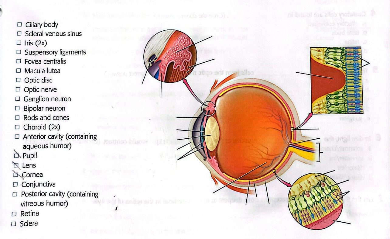 Solved Ciliary body Scleral venous sinus Iris (2x) | Chegg.com