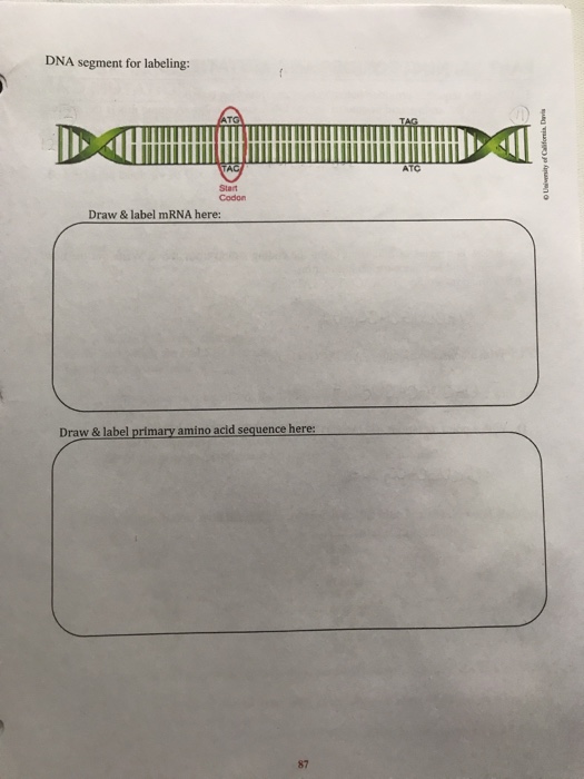 Solved Label the DNA segment and the mRNA by indicating the | Chegg.com