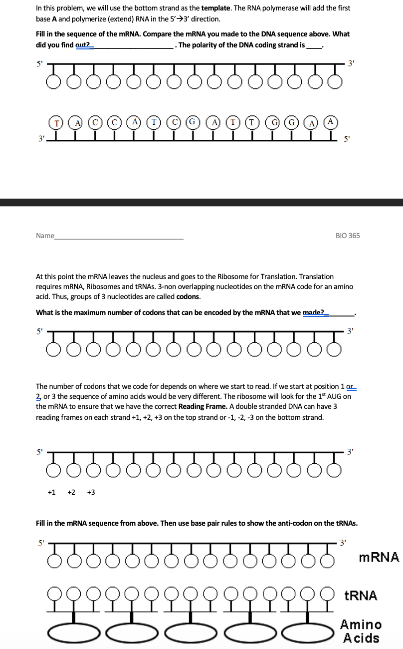 Solved In this problem, we will use the bottom strand as the | Chegg.com