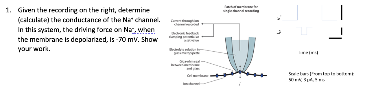 Patch of membrane for single channel recording | Chegg.com