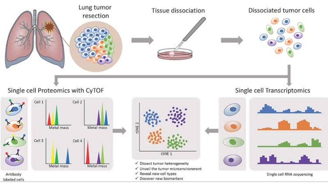 Solved Lung tumor resection Tissue dissociation Dissociated | Chegg.com