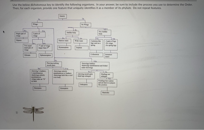 Use the below dichotomous key to identify the | Chegg.com