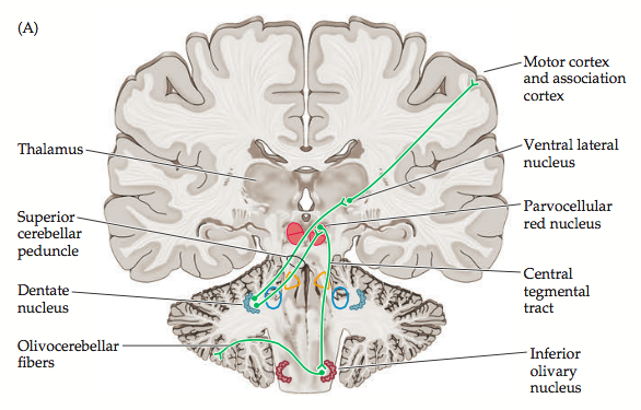 Fastigial Nucleus Pathway
