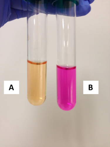 Solved You perform several tests on an unidentified | Chegg.com