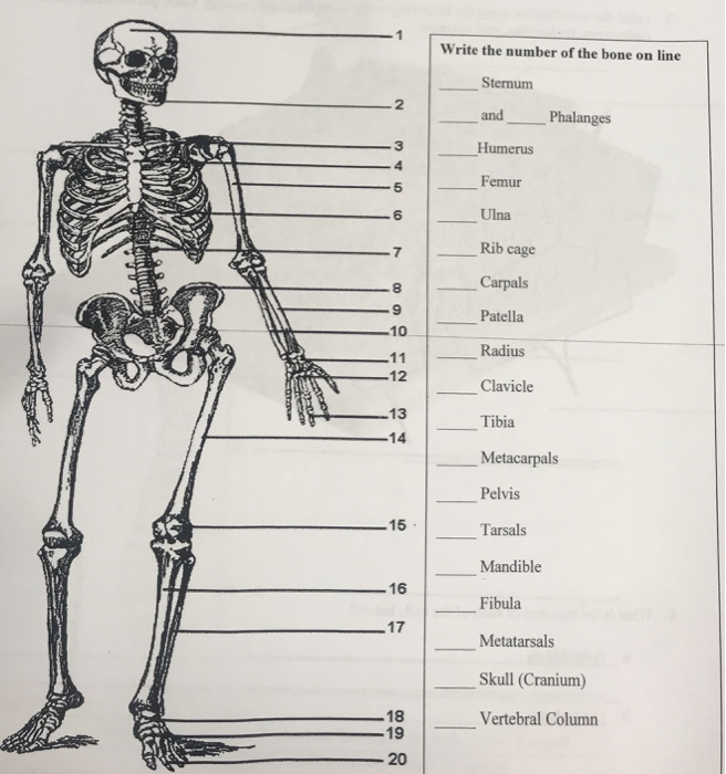Solved Write the number of the bone on line Sternum 2 and | Chegg.com
