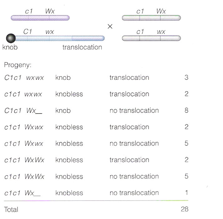 Solved Creighton and McClintock’s classic paper is used in | Chegg.com