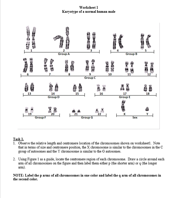 Solved Worksheet 1 Karyotype of a normal human male al UKK 2 | Chegg.com