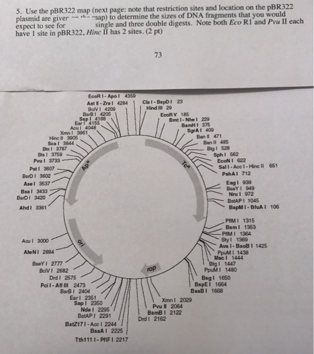 Solved 5. Use the pBR322 map (next page: note that | Chegg.com