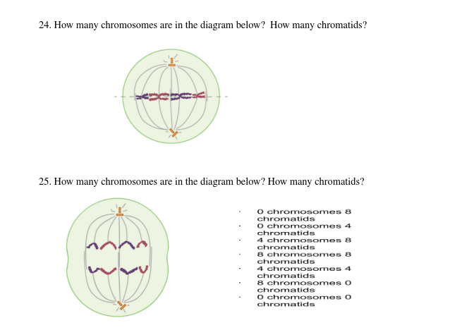 Solved 24. How many chromosomes are in the diagram below? | Chegg.com