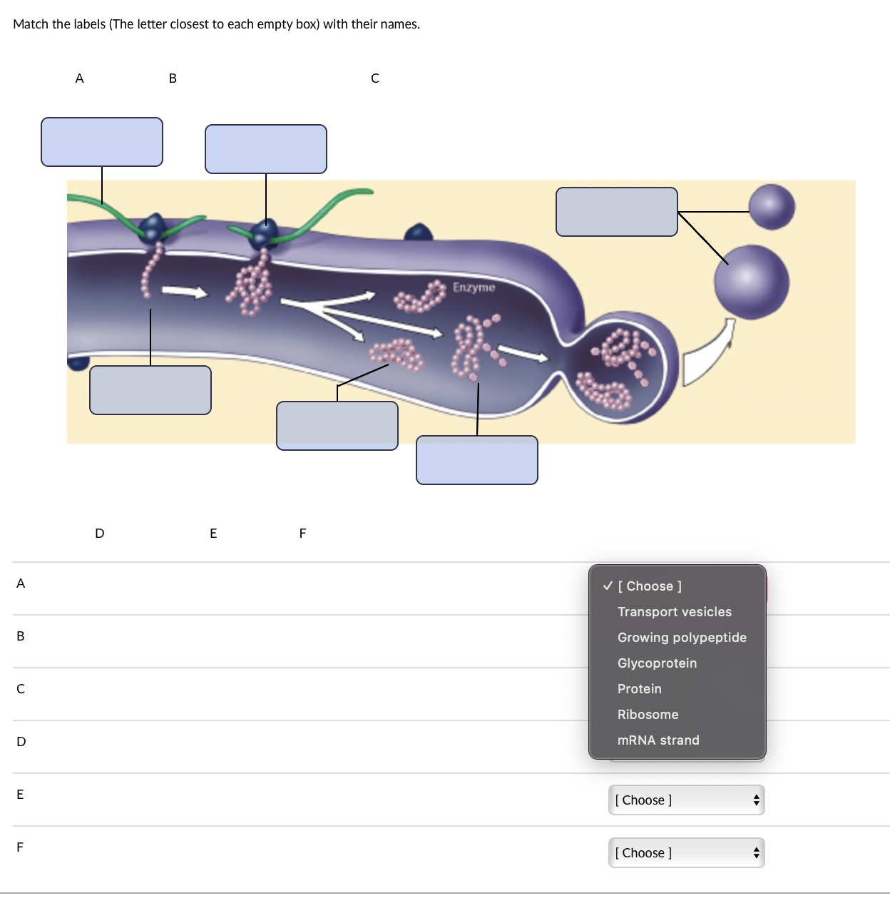 Solved Matchhe labels (The letter closest to each empty box) | Chegg.com