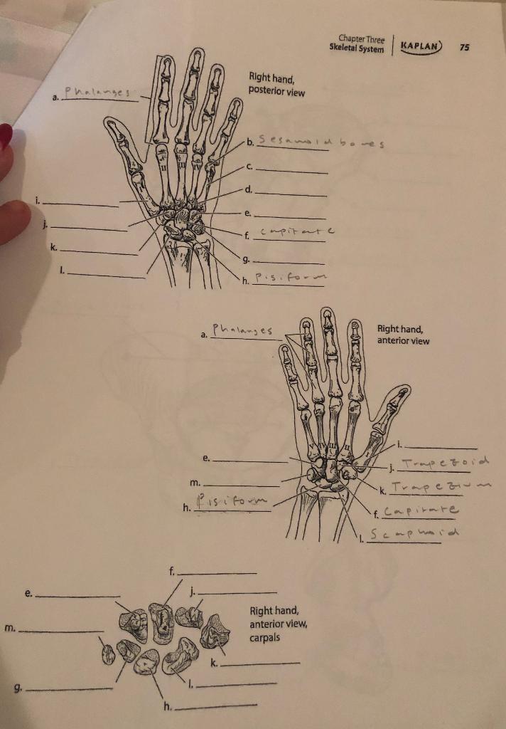 Solved Chapter Three Skeletal System KAPLAN 75 Right hand, | Chegg.com
