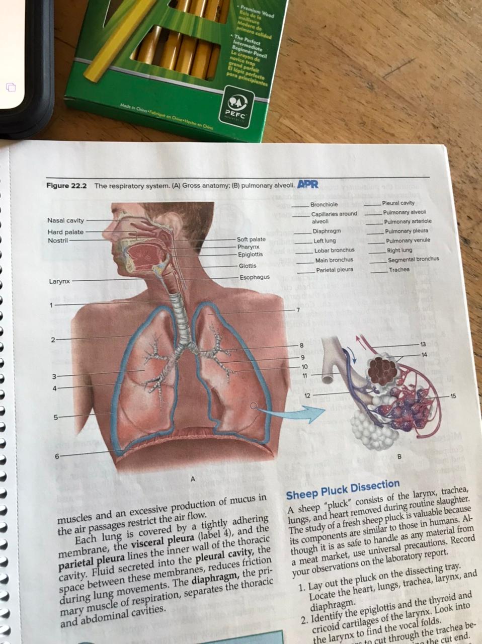 Figure 22.2 The respiratory system. (A) Gross | Chegg.com