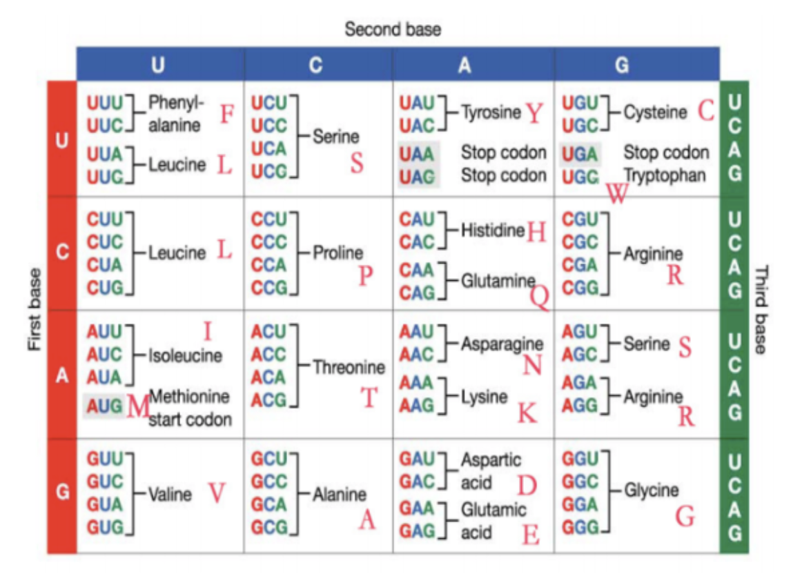 Solved A portion of a tRNA gene's DNA sequence is shown | Chegg.com