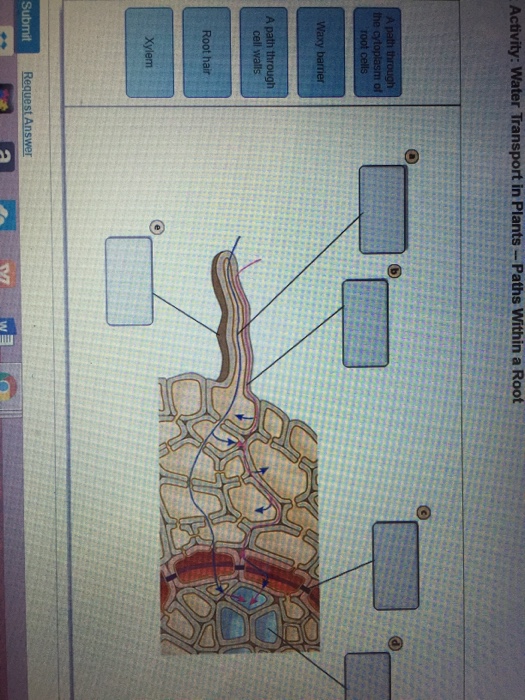 Solved Activity: Water Transport in Plants- Paths Within a | Chegg.com