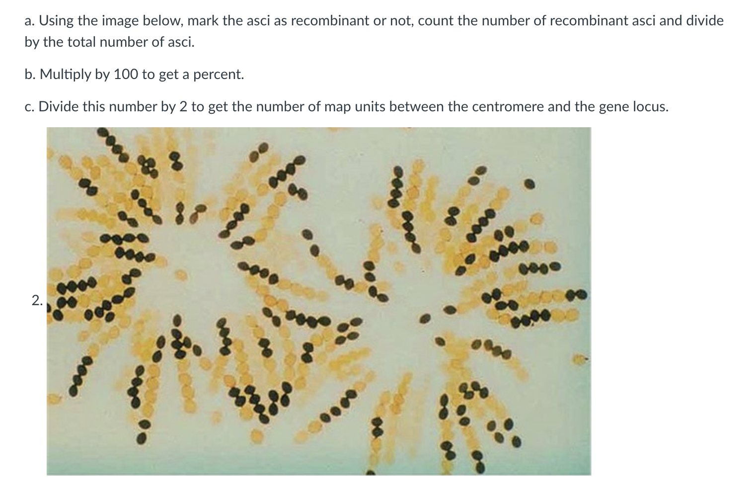 Solved a. ﻿Using the image below, mark the asci as | Chegg.com