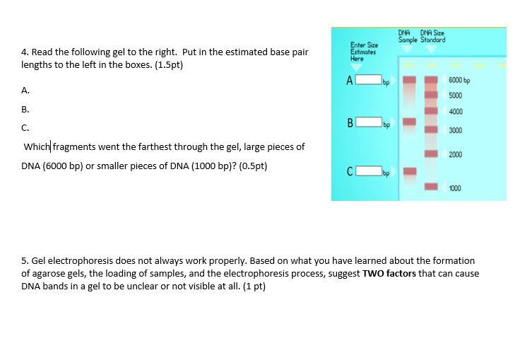 Solved DNA DNA Size Sample Standard 4. Read the following | Chegg.com