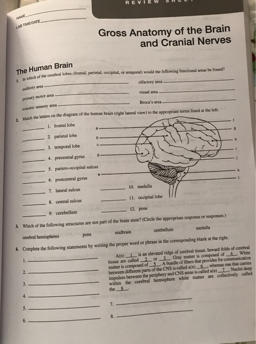 Exercise 17 Gross Anatomy Of The Brain And Cranial Nerves Brain