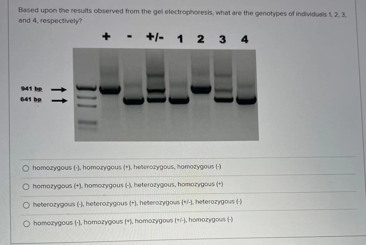 Solved Based upon the results observed from the gel | Chegg.com