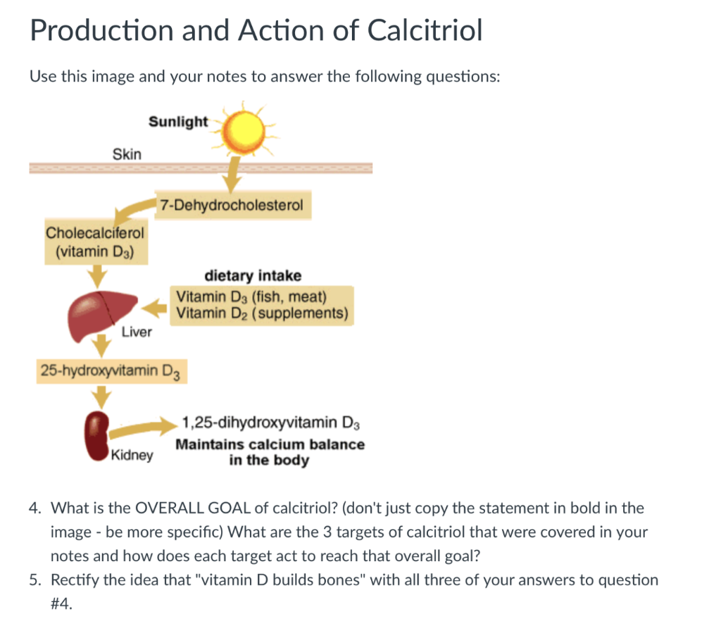 Solved Production and Action of Calcitriol Use this image | Chegg.com