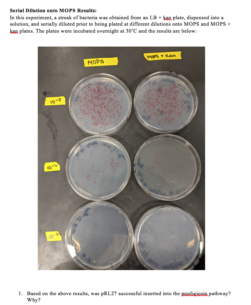 Solved Serial Dilution onto MOPS Results: In this | Chegg.com