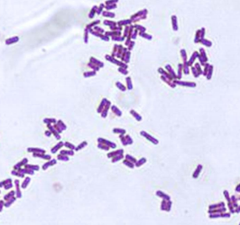 Micrococcus Luteus Gram Stain
