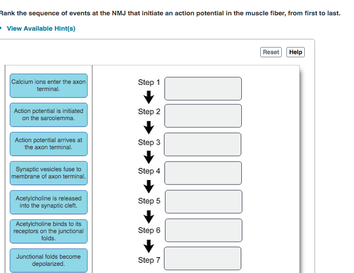 Solved Rank the sequence of events at the NMJ that initiate | Chegg.com