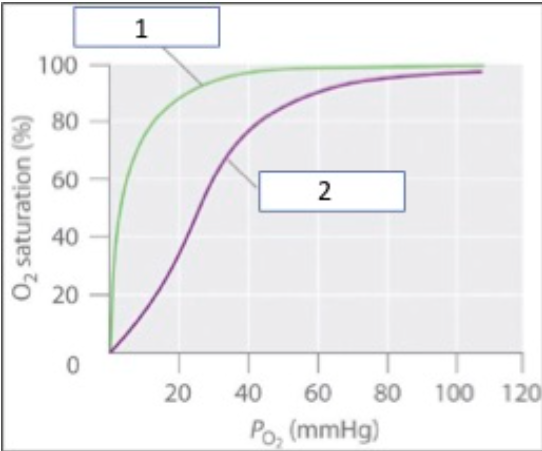 Solved The graph below shows the O2-binding curves | Chegg.com