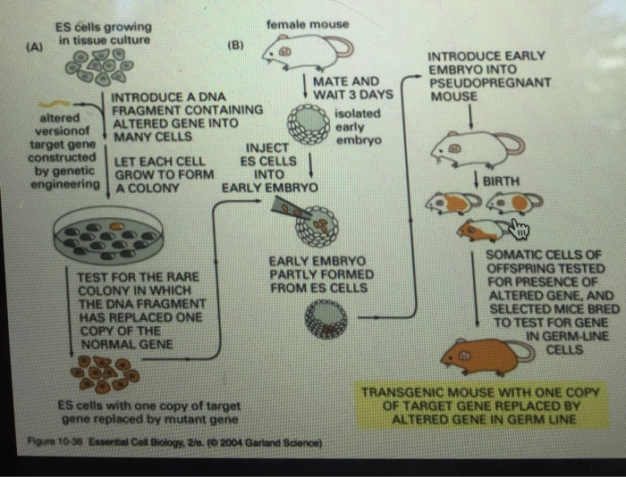 female mouse ES cells growing in tissue culture | Chegg.com