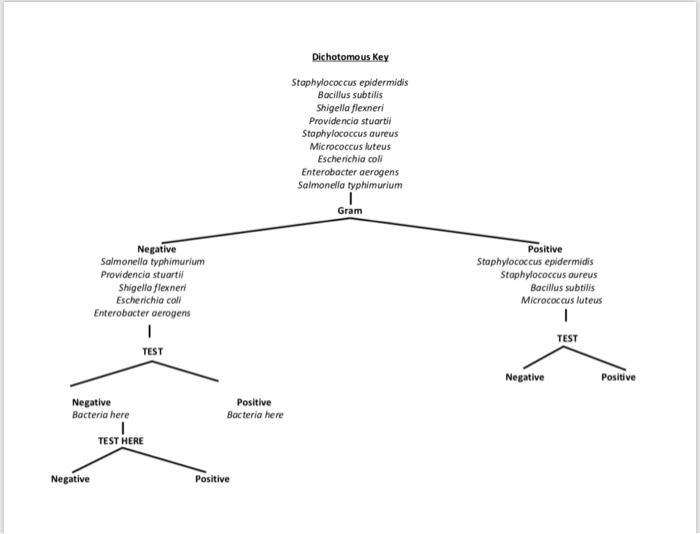 Solved Can someone please help me make a dichotomous key | Chegg.com