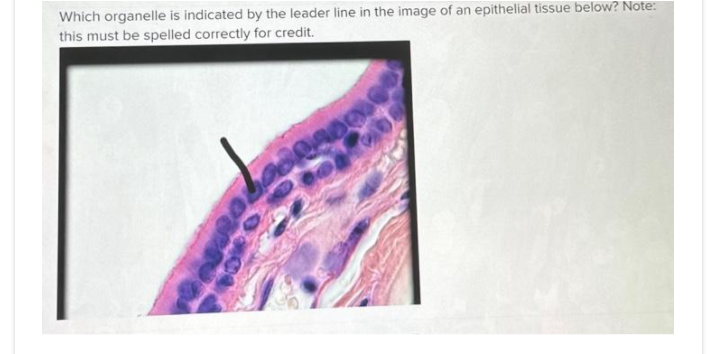 Solved Which organelle is indicated by the leader line in | Chegg.com