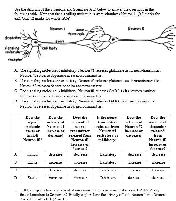 Solved Use the diagram of the 2 neurons and Scenarios A-D | Chegg.com