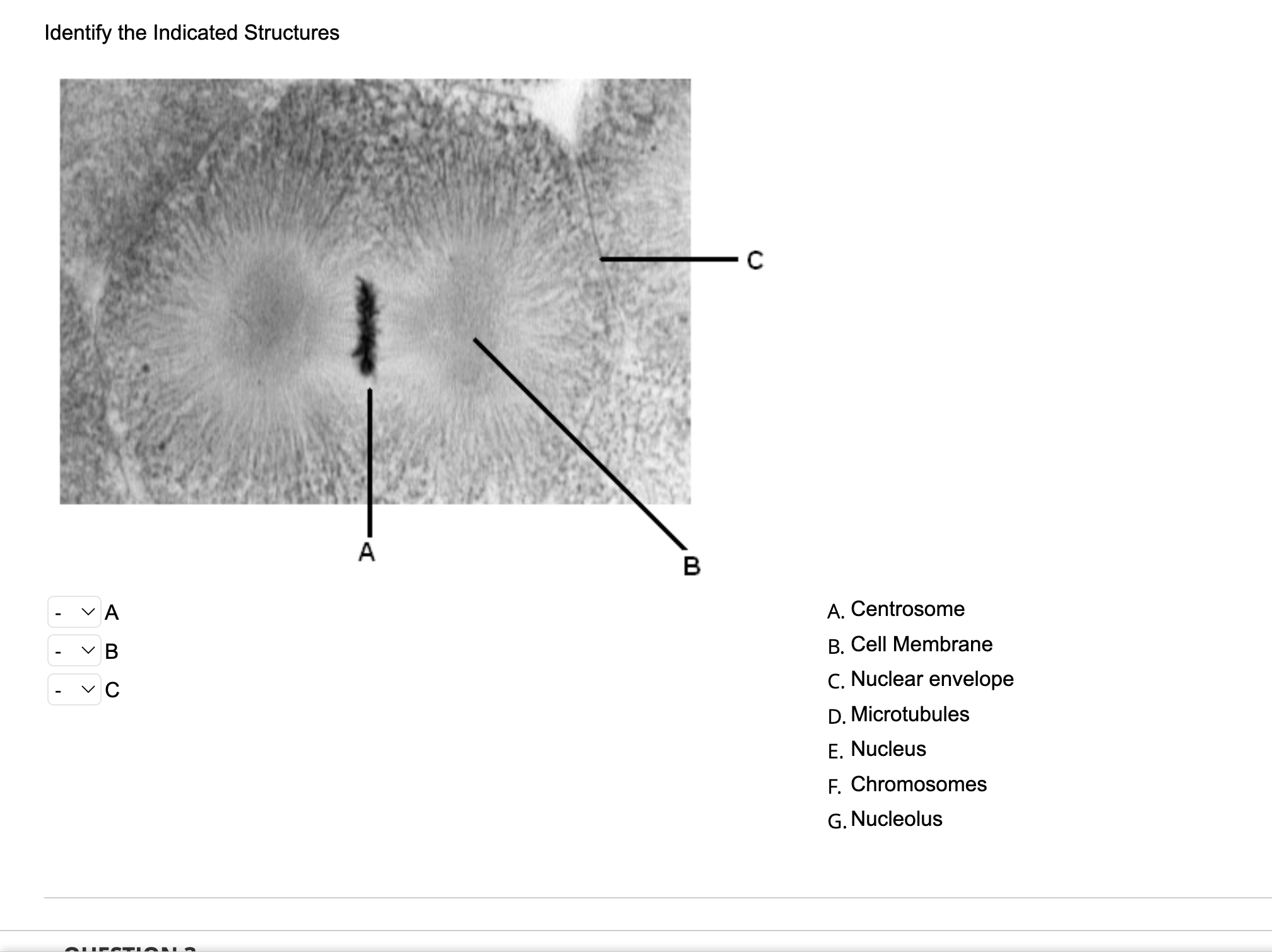Identify the Indicated Structures A B C A. Centrosome | Chegg.com