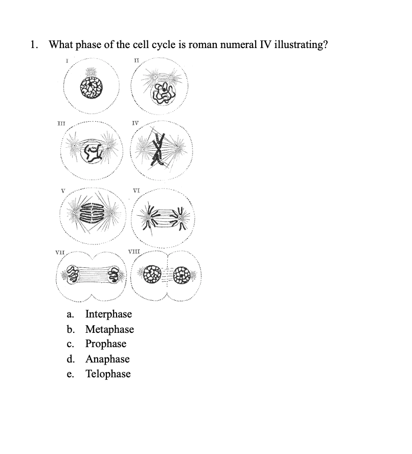 Solved 1. What phase of the cell cycle is roman numeral IV | Chegg.com