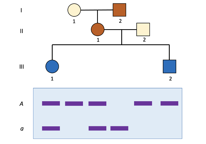Solved III. Restriction fragment length polymorphisms | Chegg.com