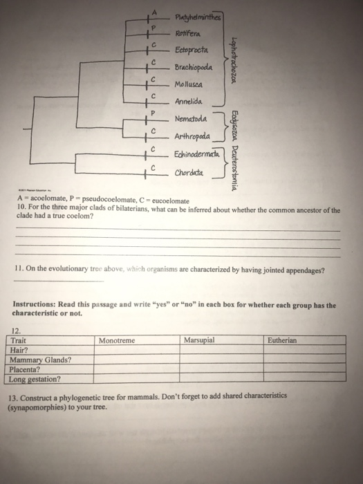 Solved A = acoelomate, P = pseudocoelomate, C = | Chegg.com
