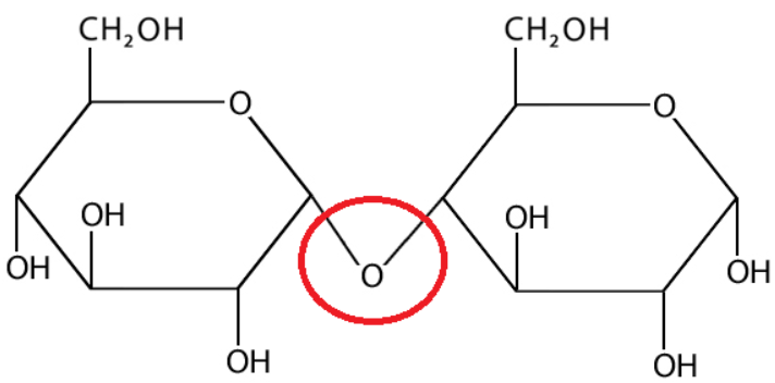 Structure Of Disaccharides
